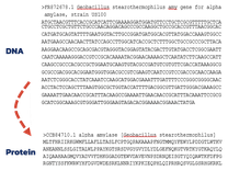 A Guide to Bio Sequence Patent Searching – Questel